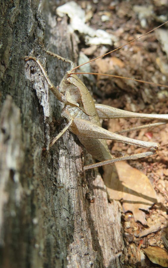 Tropical Grasshopper on Tree, Closeup Stock Photo - Image of insect ...