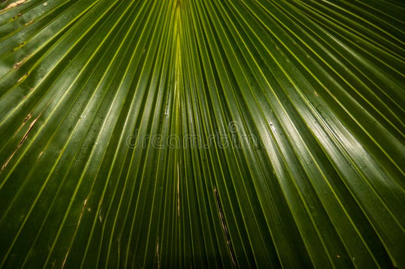 Big Tropical Leaf close-up stock image. Image of forest - 89013415