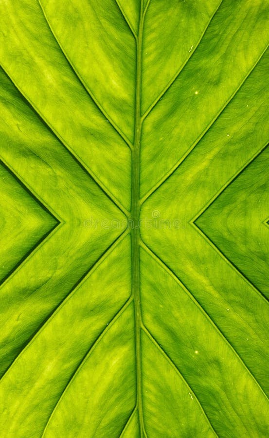 3,619 Symmetrical Leaf Stock Photos - Free & Royalty-Free Stock Photos ...