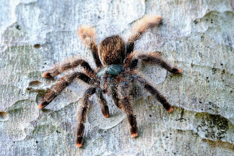 Big tropical spider stock photo. Image of forest, crowned - 116723558