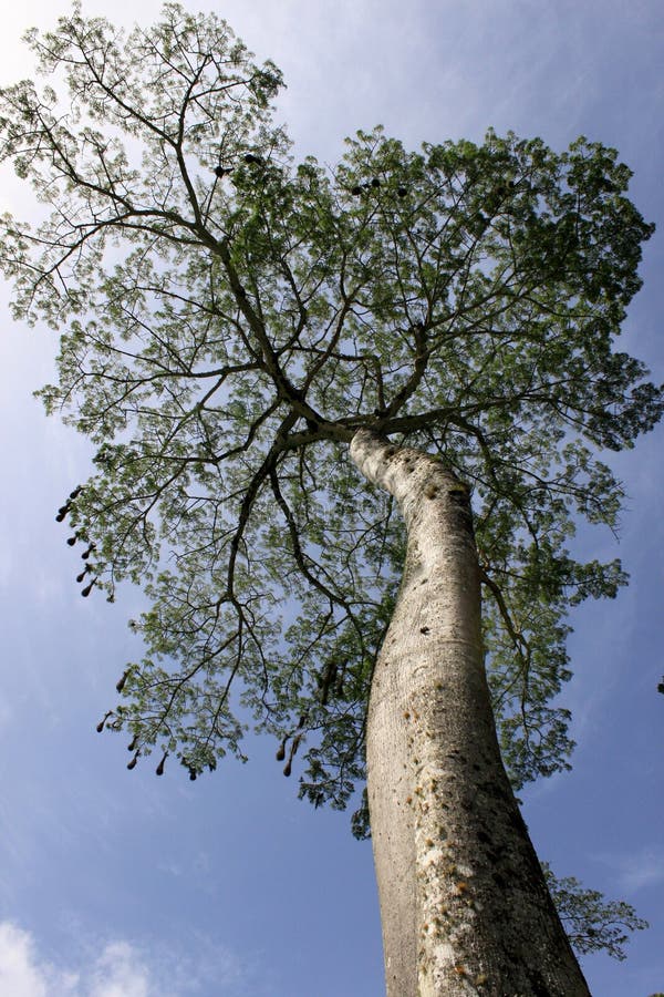 Big tropical tree stock photo. Image of tall, leaves - 15257900