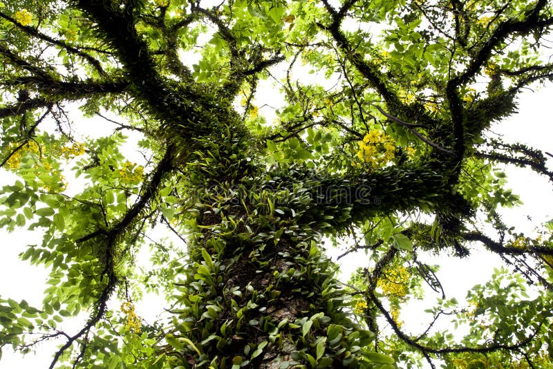 Big tropical tree stock image. Image of blue, foliage - 25164433