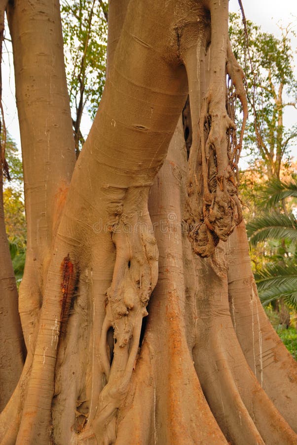 Big trunk stock image. Image of vegetation, wooden, network - 22884835