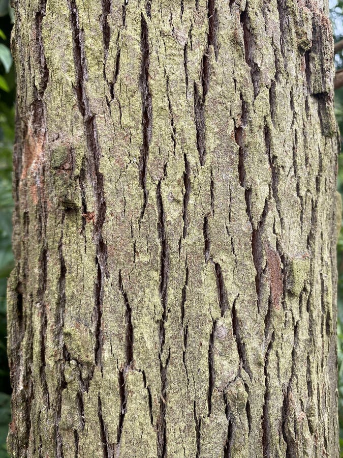 Big trunk stock image. Image of amazing, trunk, forest - 254028137