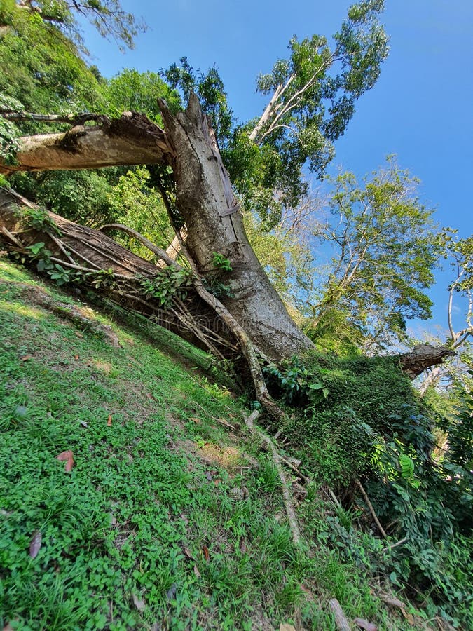 Big trunk of an old tree stock image. Image of woodland - 178562637