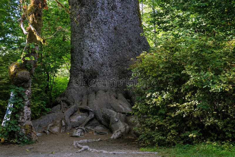 Tall Tree Deep Roots Stock Photos - Free & Royalty-Free Stock Photos ...