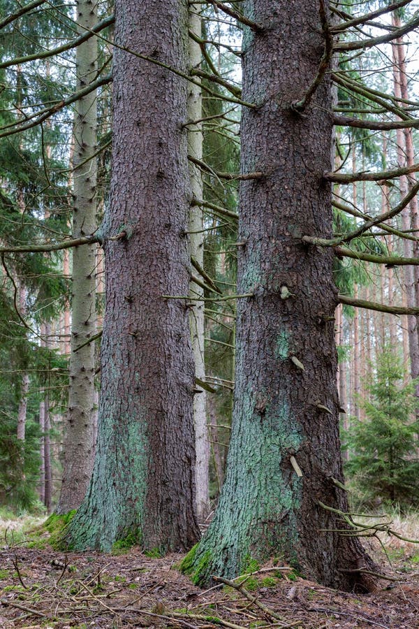 Big Trunk of Spruce Tree in a Coniferous Forest. Dry Branches on the ...