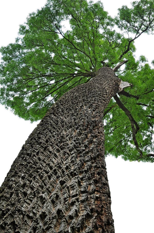 Giant ash tree stock image. Image of wood, huge, colors - 62898577