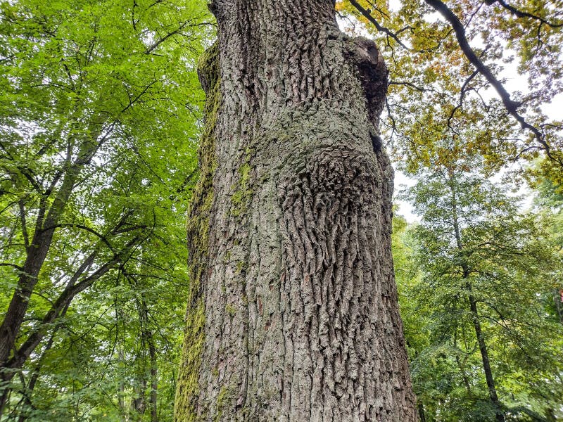 The Big Trunk of a Tree in Romania Stock Image - Image of blur, nature ...