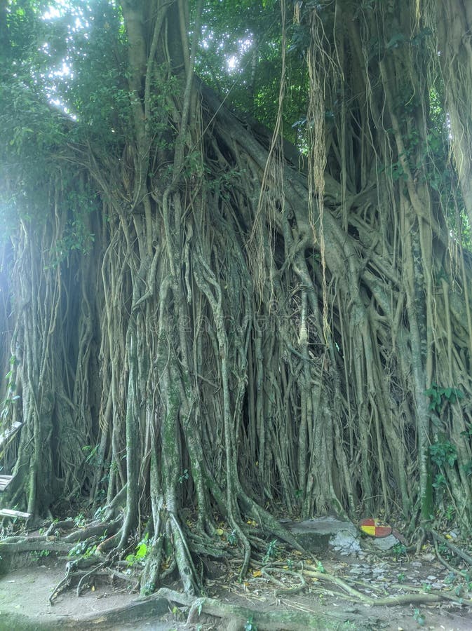 Big trunk stock photo. Image of roots, good, trunk, tree - 264569508