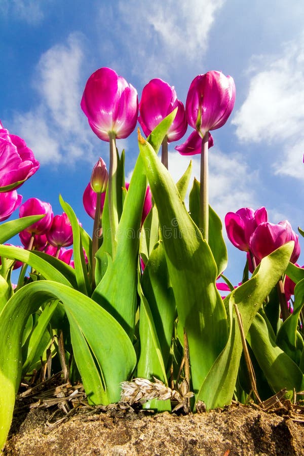 Big tulips stock image. Image of green, field, culture - 33016649