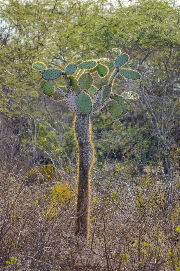 Big Tuna Tree, Galapagos Island, Ecuador Stock Image - Image of america ...