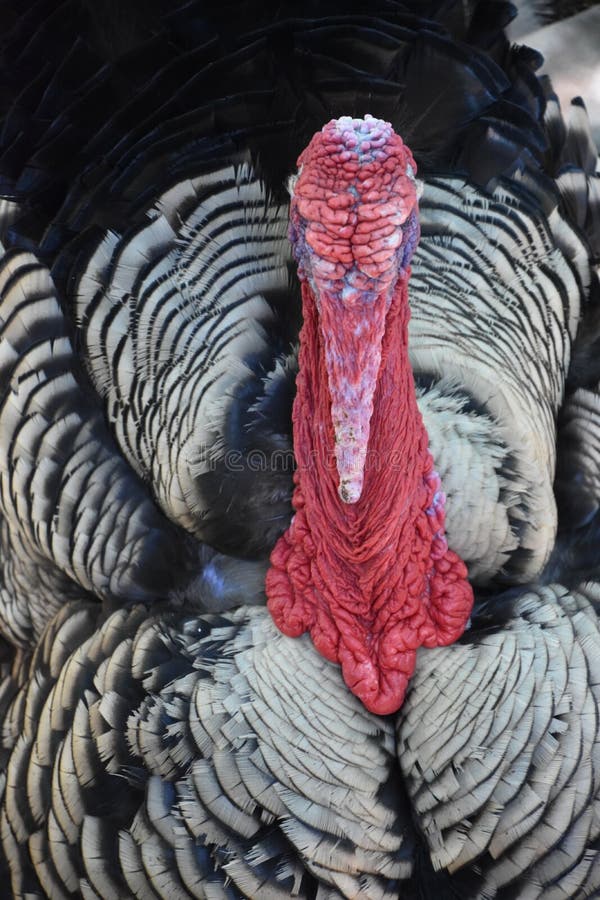 A Big Turkey stock photo. Image of agriculture, friendly - 150014838