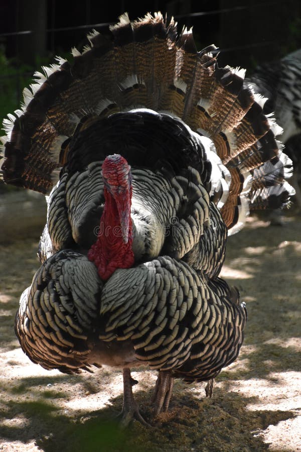A Big Turkey stock photo. Image of breed, beak, animal - 150014428