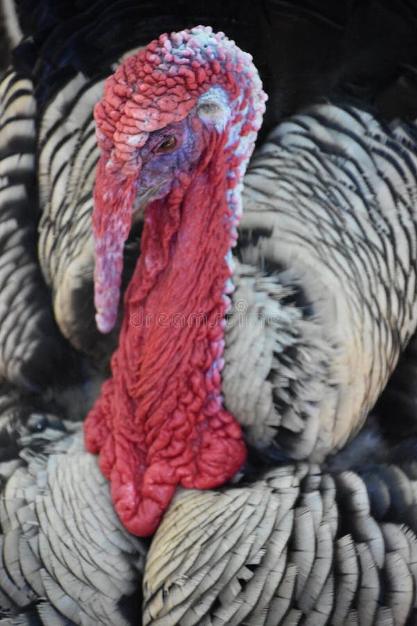 A Big Turkey stock image. Image of friendly, gobble - 150015243