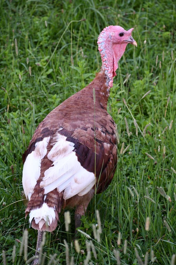 A Big Turkey stock image. Image of endangered, male - 210699947