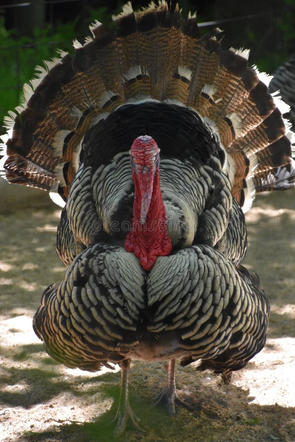 A Big Turkey stock photo. Image of closeup, nature, black - 150015498