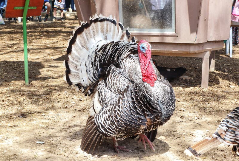 Big turkey in the park. stock image. Image of peafowl - 378016769