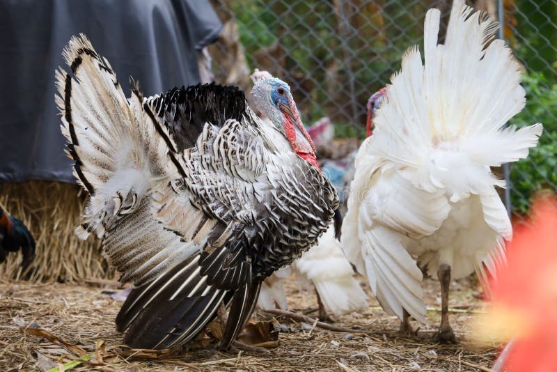The Big Turkey is Stand Up in Farm at Thailand Stock Image - Image of ...