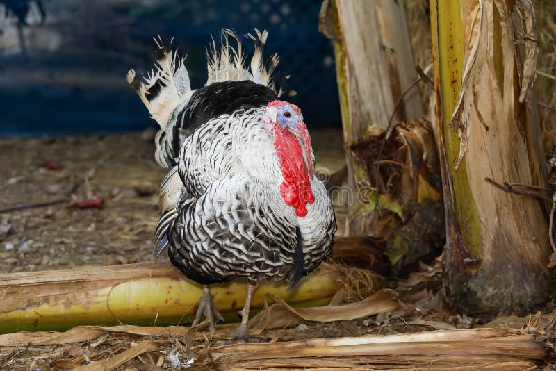The Big Turkey is Stand Up in Farm at Thailand Stock Photo - Image of ...