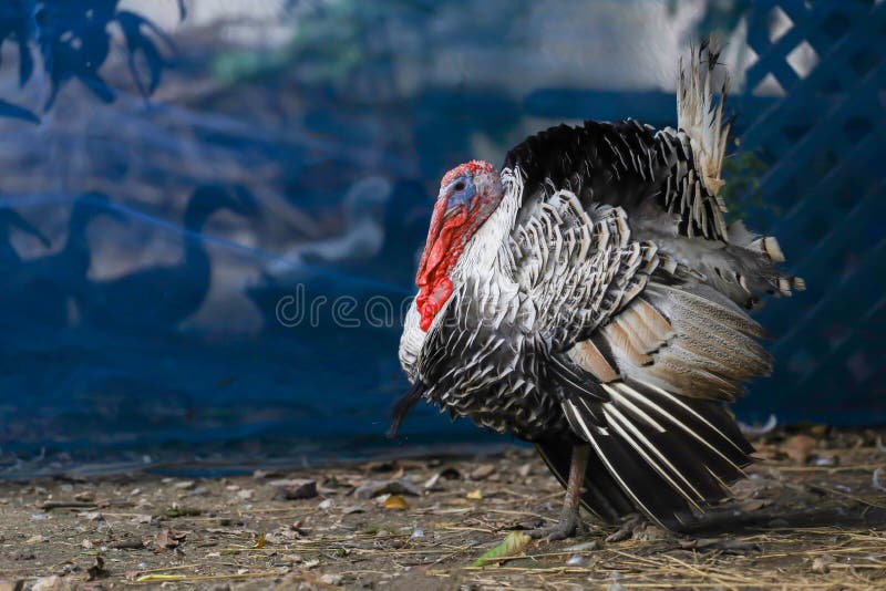 The Big Turkey is Stand Up in Farm at Thailand Stock Photo - Image of ...