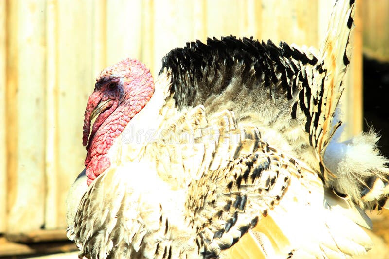 Big turkey stock photo. Image of fence, head, bill, meat - 53554774