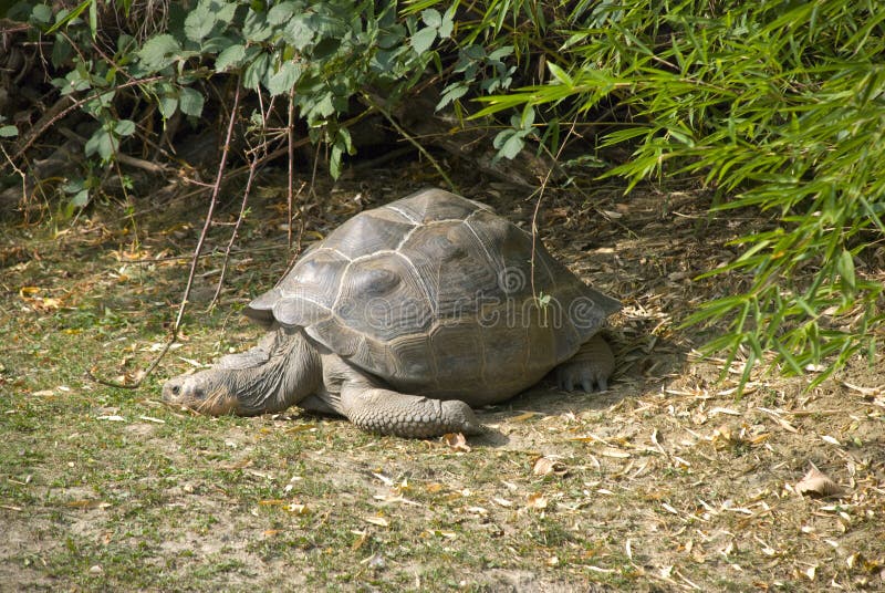 Big turtle stock photo. Image of amphibian, tank, huge - 11554754