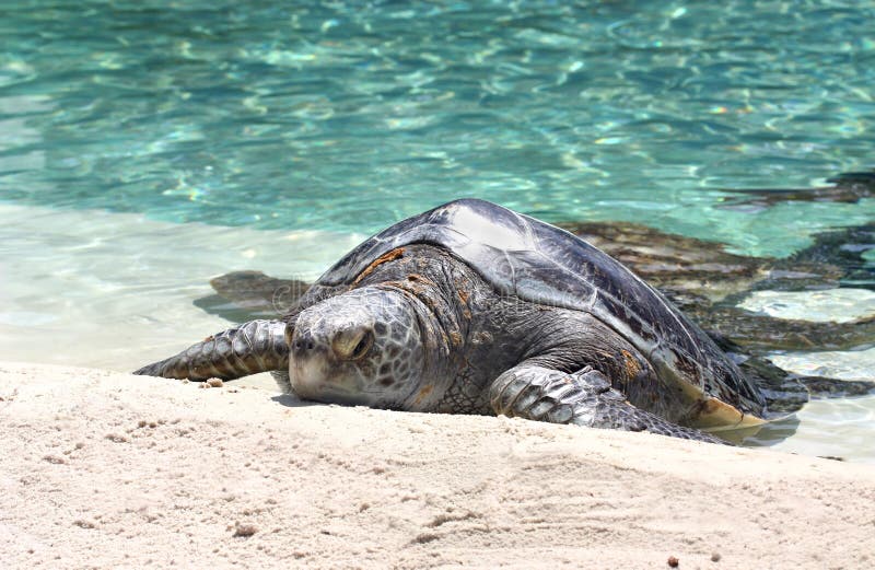 Big Turtle stock image. Image of marine, hawaii, snorkeling - 16911211