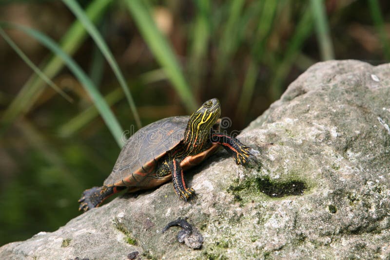 Big Turtle stock photo. Image of cute, danger, animal - 2642762