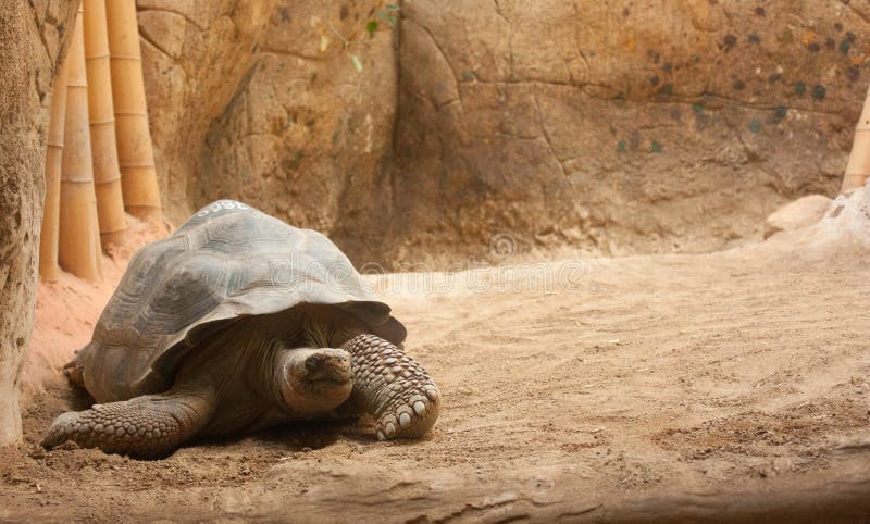 Big turtle stock image. Image of patience, endurance - 28514733