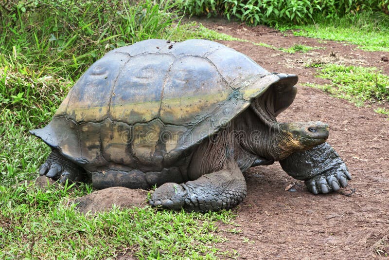 Big turtle stock photo. Image of ecuador, wild, animal - 28597736