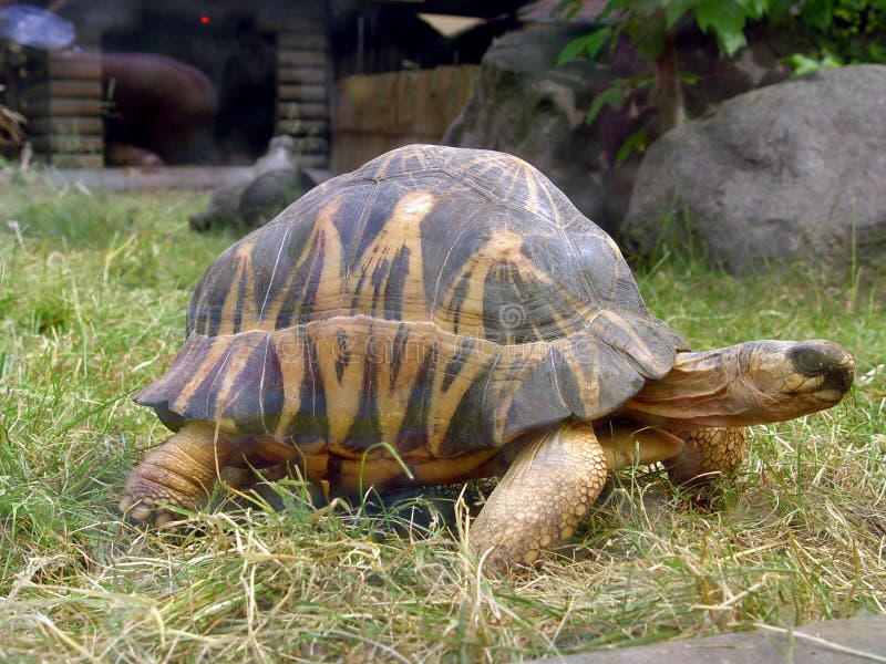 Big Turtle stock photo. Image of ancient, nature, natural - 9426416