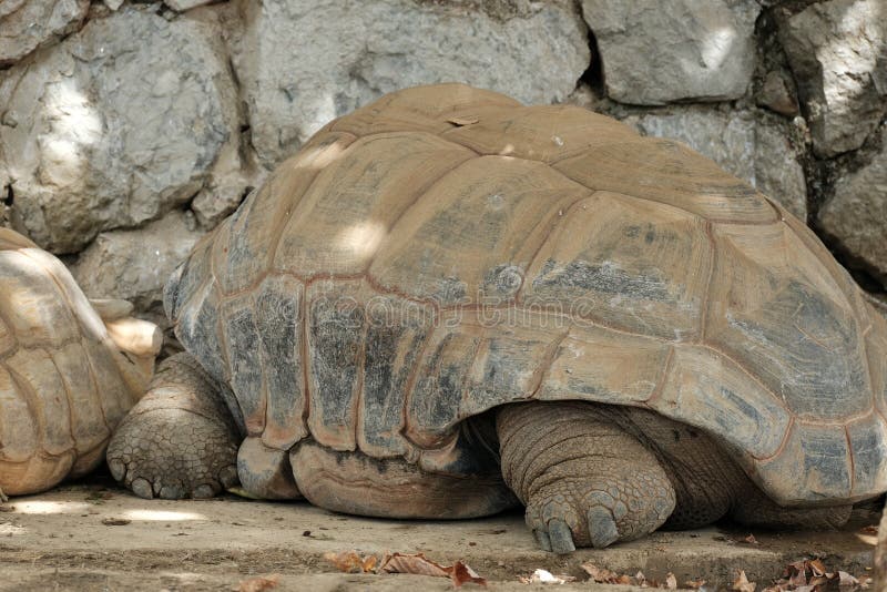 Big Turtle stock image. Image of black, cute, head, tropical - 256656379