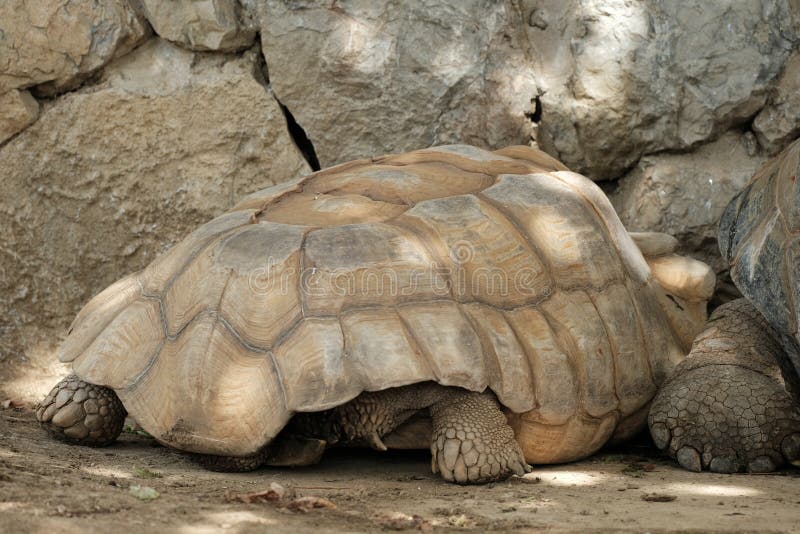 Big Turtle stock image. Image of turtle, life, wildlife - 256656439