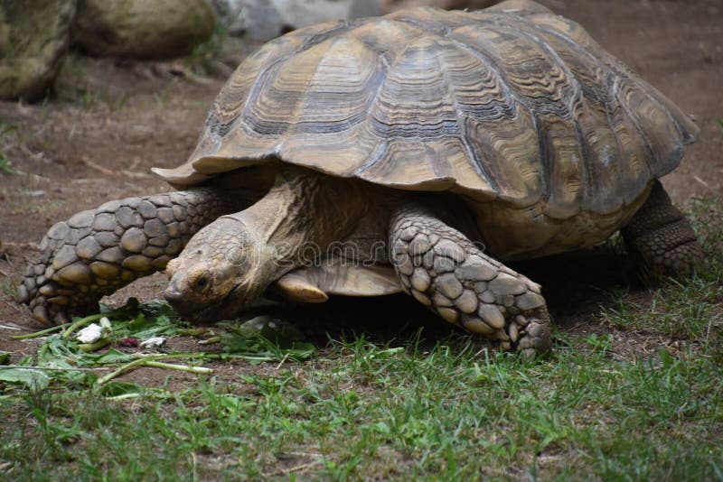 A Big Turtle stock image. Image of beautiful, reef, green - 104217393
