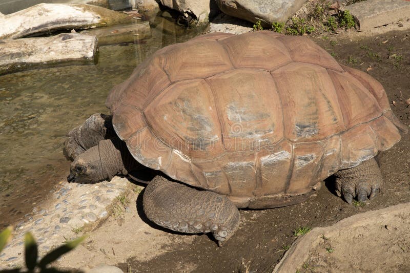 The Big Turtle is Drinking Water. the Turtle Got Out of the Shell Stock ...