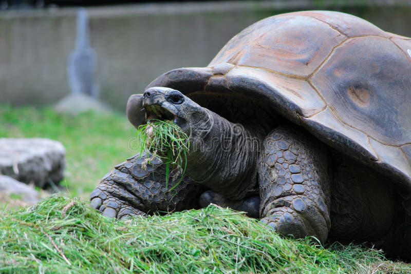 Big turtle stock image. Image of reptile, shell, grass - 63200949