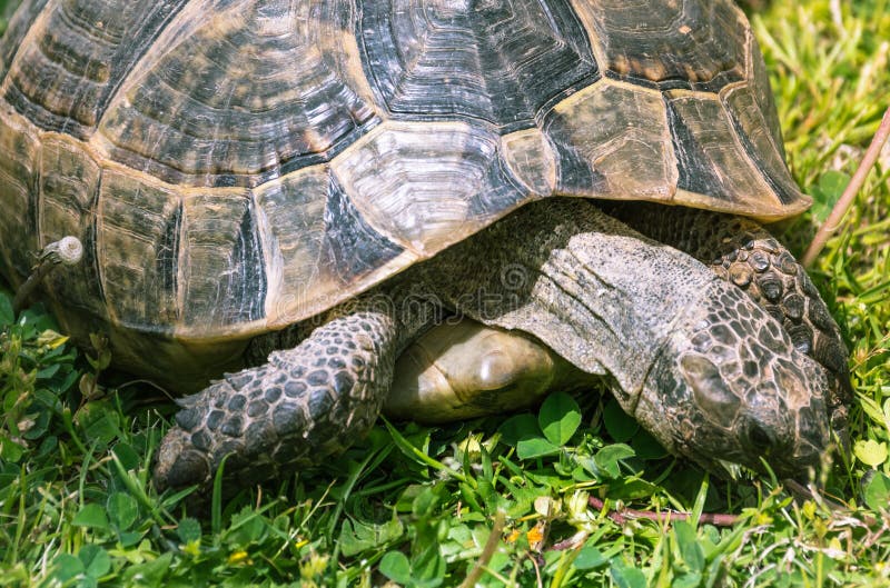Big Turtle Eats Dandelions Close-up Stock Photo - Image of eats, nature ...