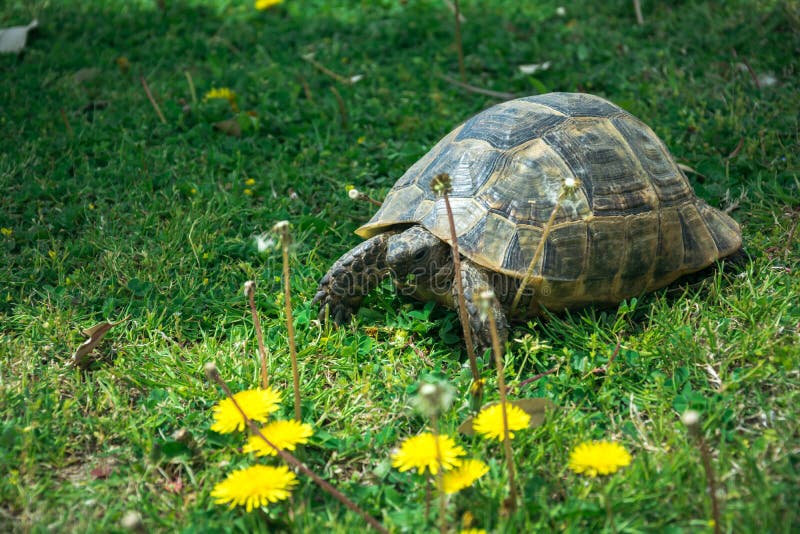 Big Turtle Eats Dandelions Close-up Stock Image - Image of giant ...
