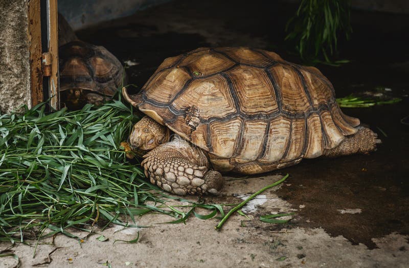 Big turtle eats grass stock image. Image of slow, eating - 152024745