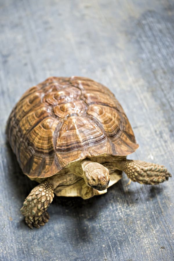Turtle On The Floor Eating Banana Stock Photo - Image of animal ...