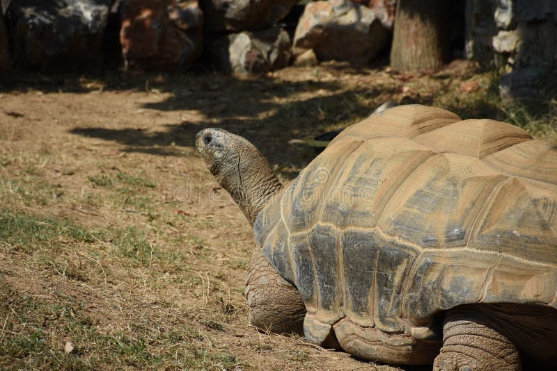 Big turtle stock photo. Image of animal, tortoise, scale - 97099794