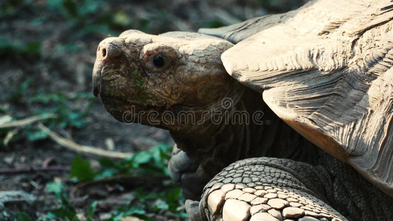 The Big Turtle in the Green Forest Stock Video - Video of large, head ...