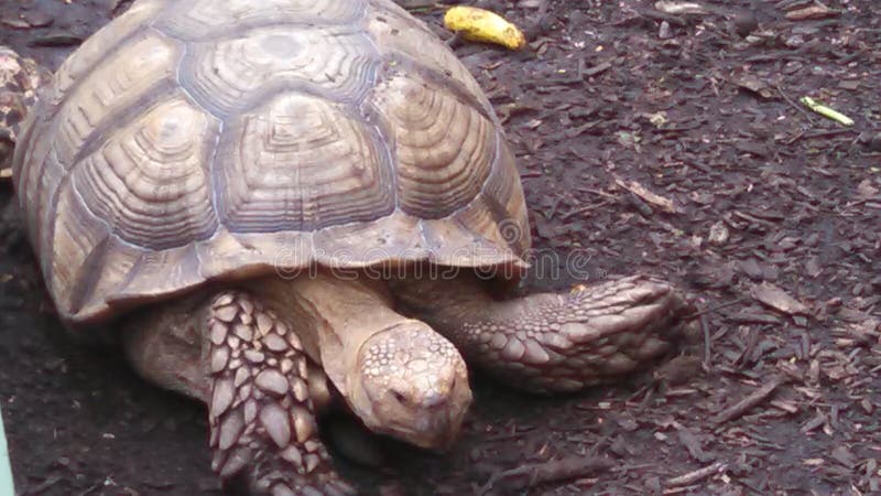 Big turtle stock photo. Image of animals, turtle, huge - 46187336