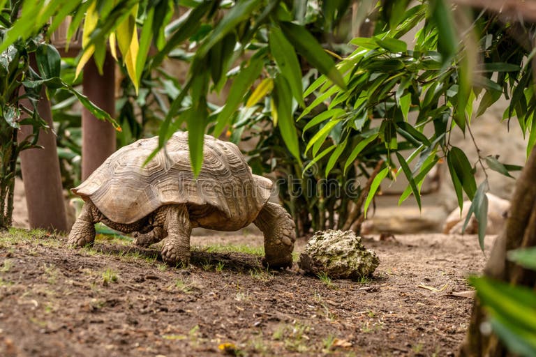 Big turtle in the jungle stock photo. Image of prehistoric - 43560598