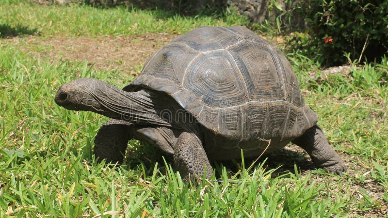 Big Turtle. stock photo. Image of shell, crawl, animal - 97737852