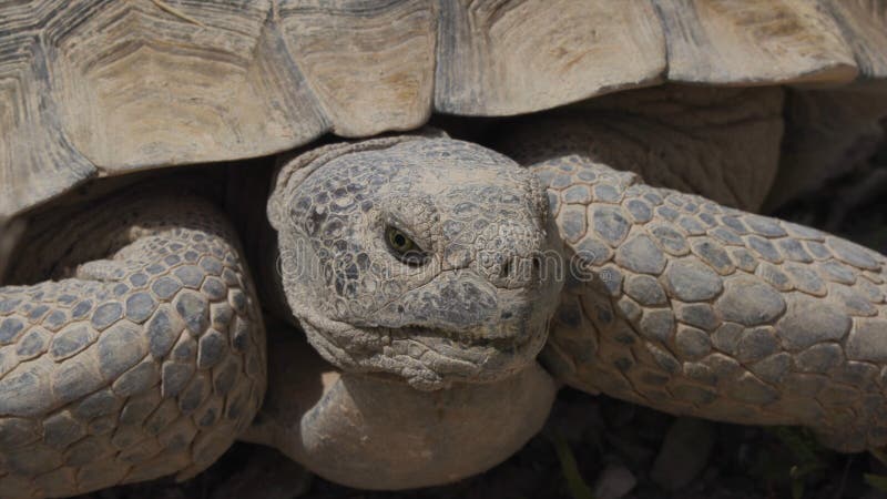 Big turtle stock image. Image of animal, amphibian, tortoise - 224914663