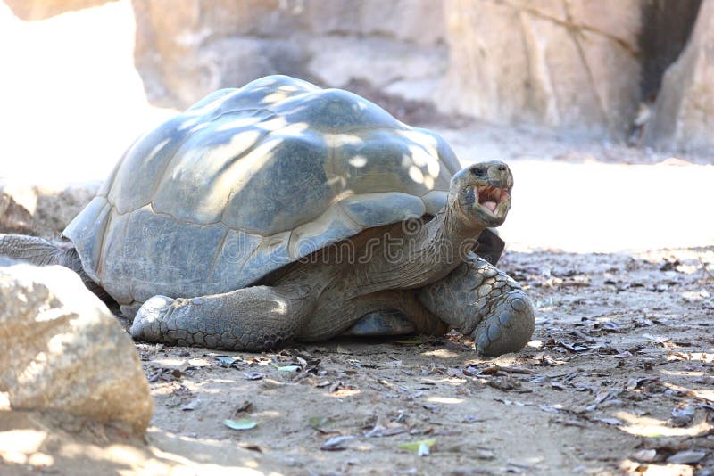 Big Turtle with an Open Mouth Stock Photo - Image of water, turtle ...