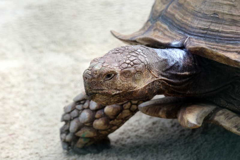 Big turtle stock image. Image of shell, armour, zoology - 56377891