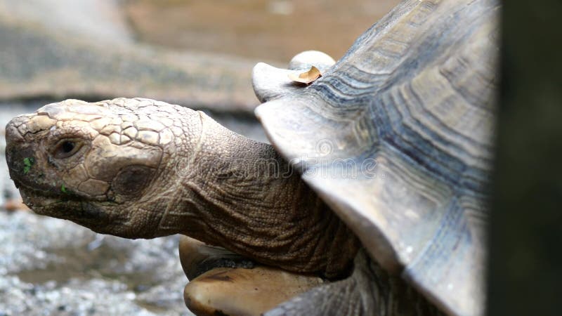 Big Turtle Resting Close Up Stock Footage - Video of black, ancient ...